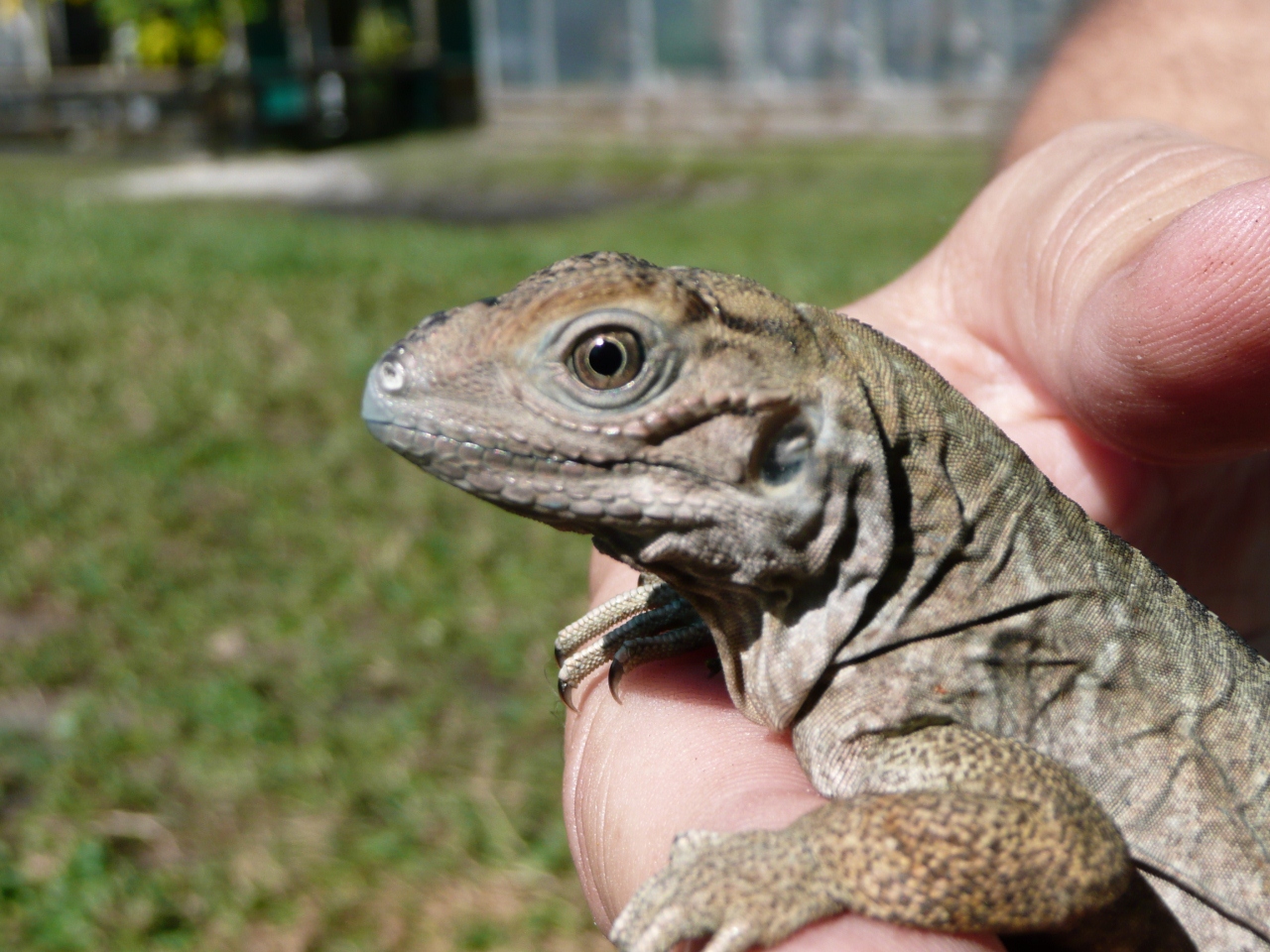 Rhino - Florida Iguana & Tortoise Breeders