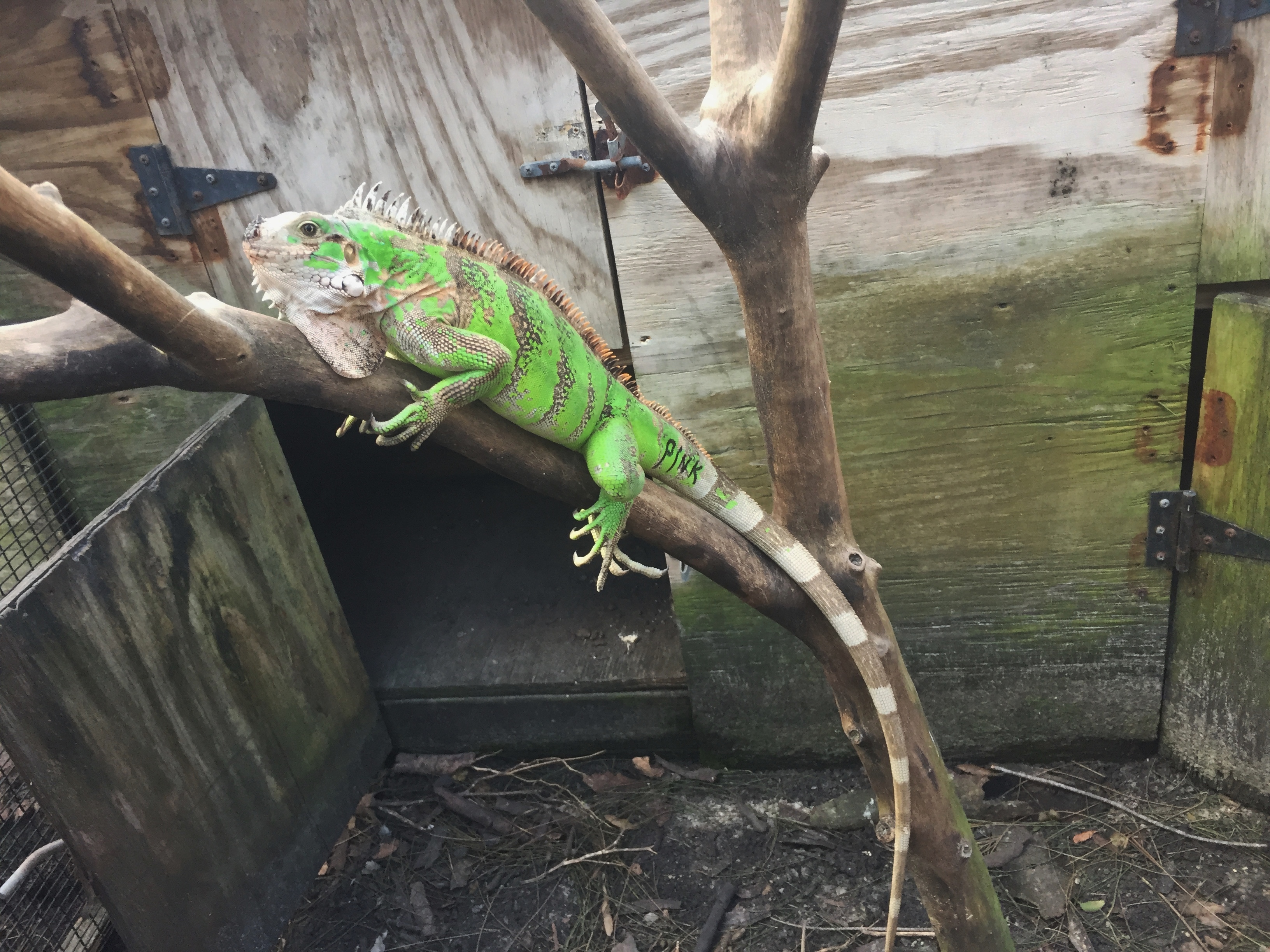 Pink Rhino - Florida Iguana & Tortoise Breeders