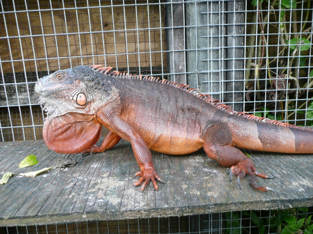 Super Red - Florida Iguana & Tortoise Breeders