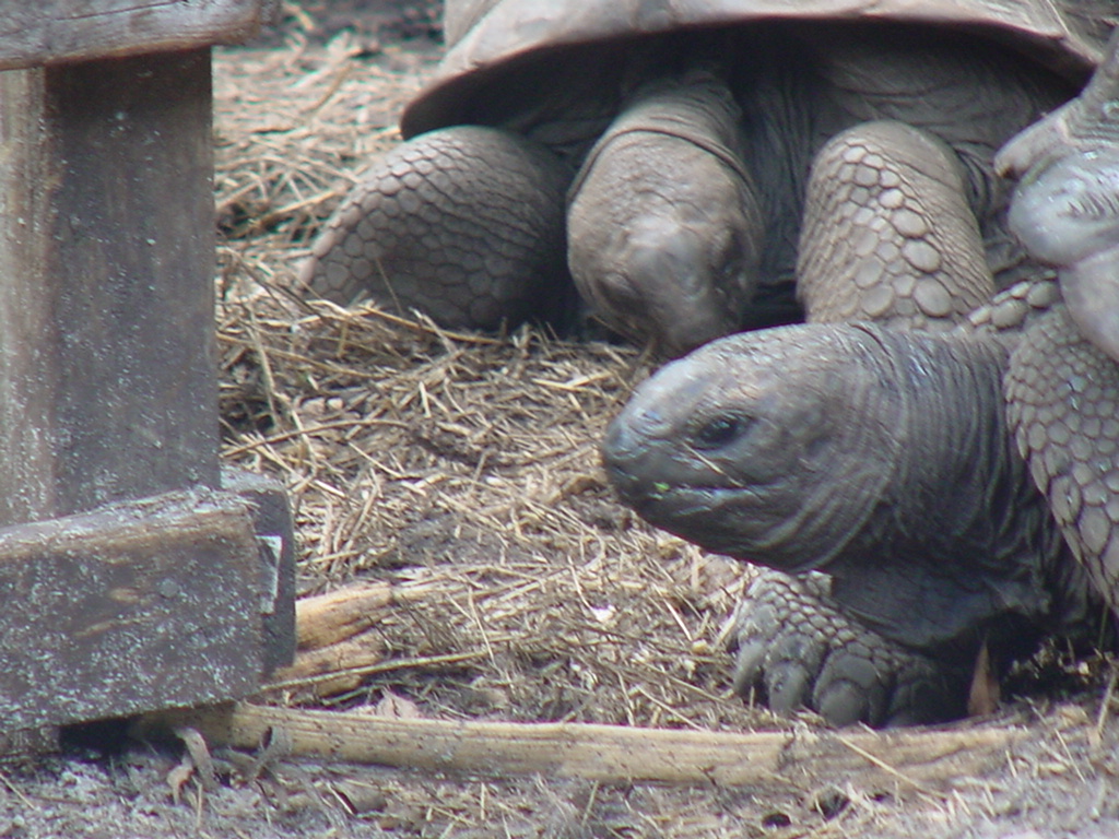 Aldabra - Florida Iguana & Tortoise Breeders
