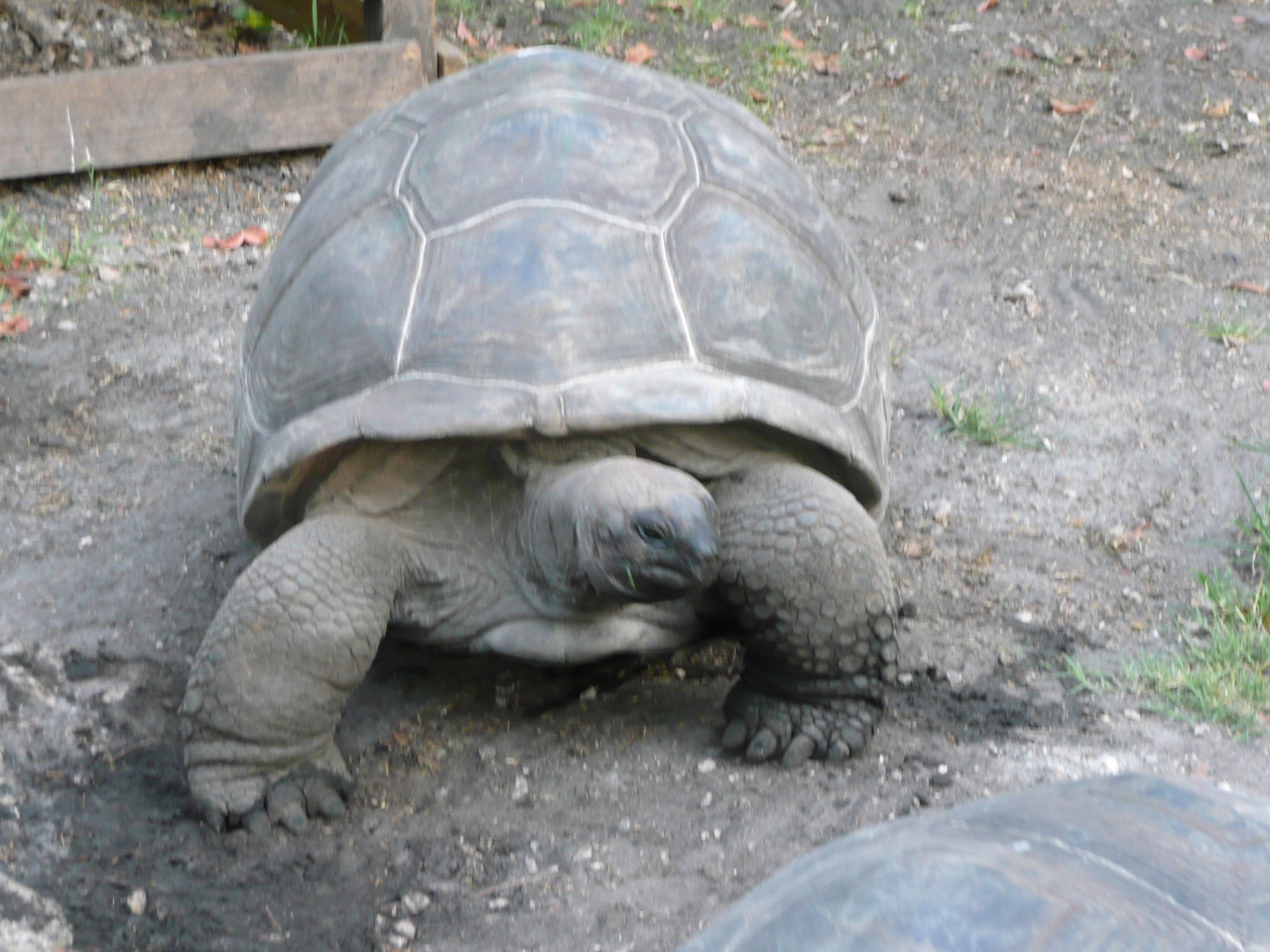 Photos of Tortoise Aldabras Sub Adult - Florida Iguana & Tortoise Breeders