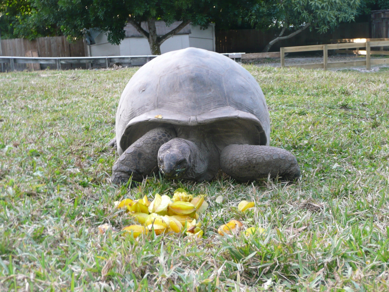 Photos of Tortoise Aldabras Sub Adult - Florida Iguana & Tortoise Breeders