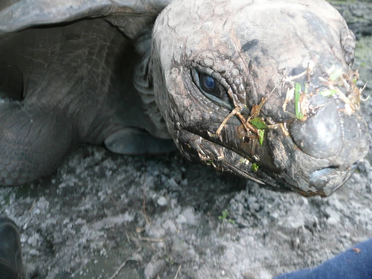 Aldabra - Florida Iguana & Tortoise Breeders
