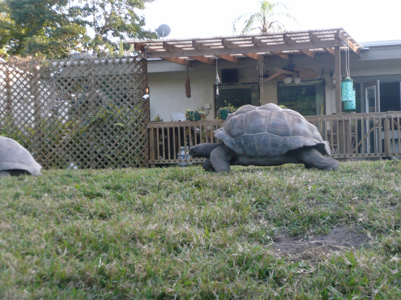 Aldabra - Florida Iguana & Tortoise Breeders