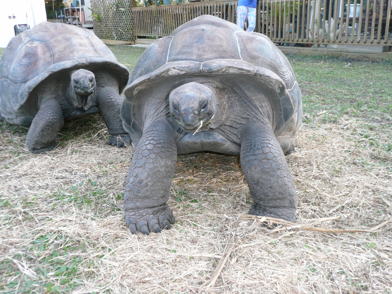 Aldabra - Florida Iguana & Tortoise Breeders
