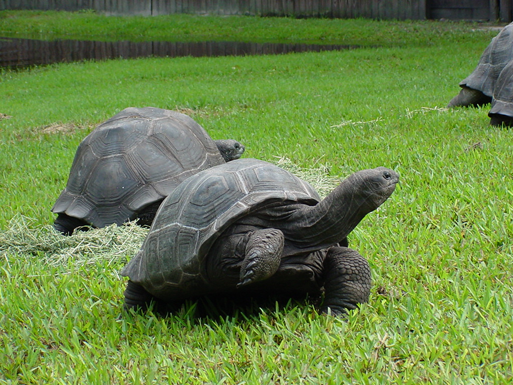 Aldabra - Florida Iguana & Tortoise Breeders