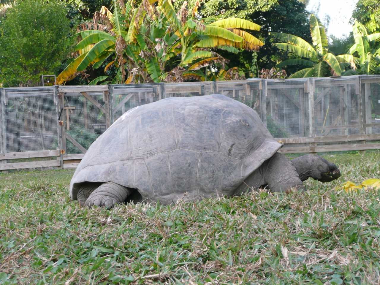 Aldabra Tortoise or Geochelone Gigantea