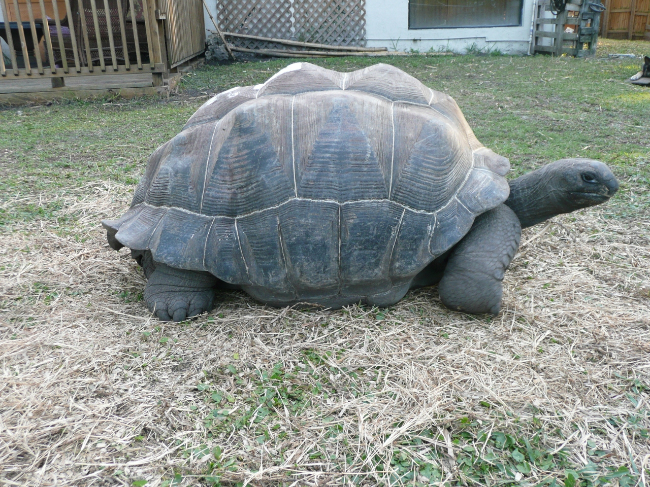 Aldabra - Florida Iguana & Tortoise Breeders