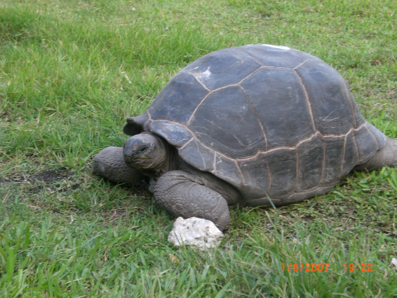 Aldabra - Florida Iguana & Tortoise Breeders