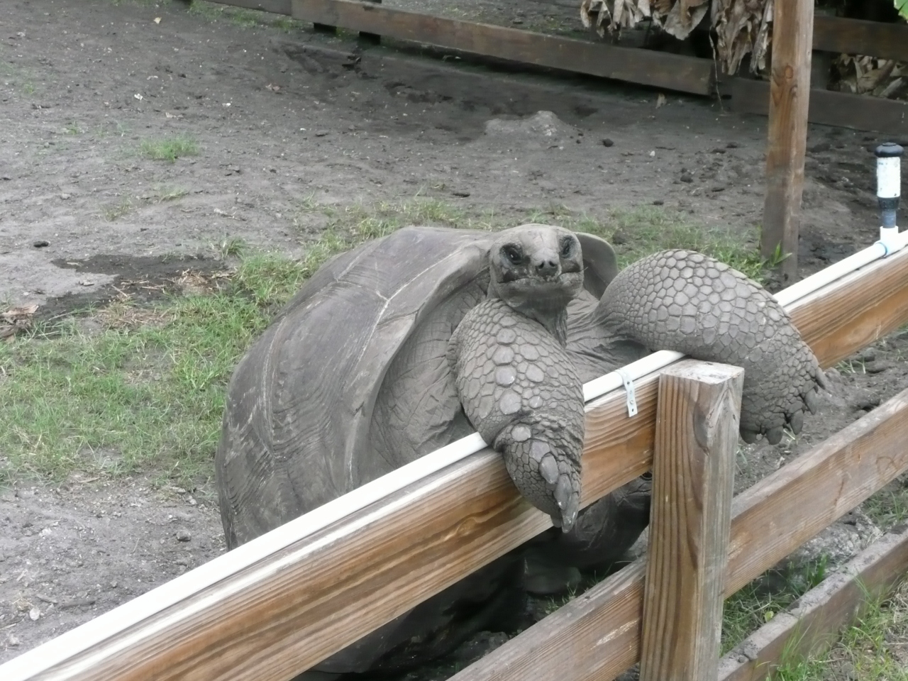 Aldabra - Florida Iguana & Tortoise Breeders