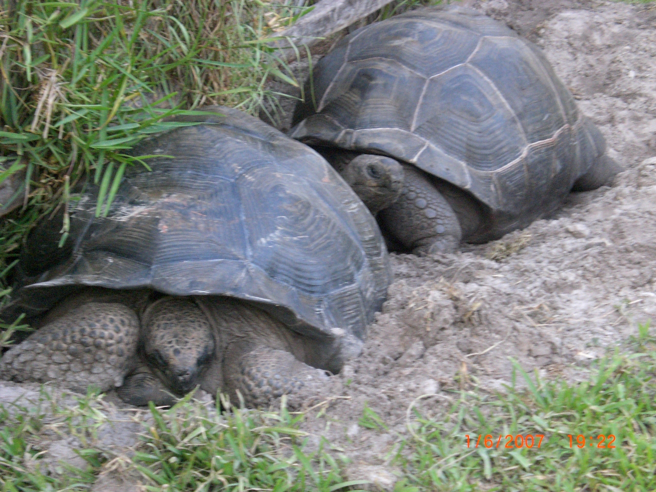 Aldabra - Florida Iguana & Tortoise Breeders