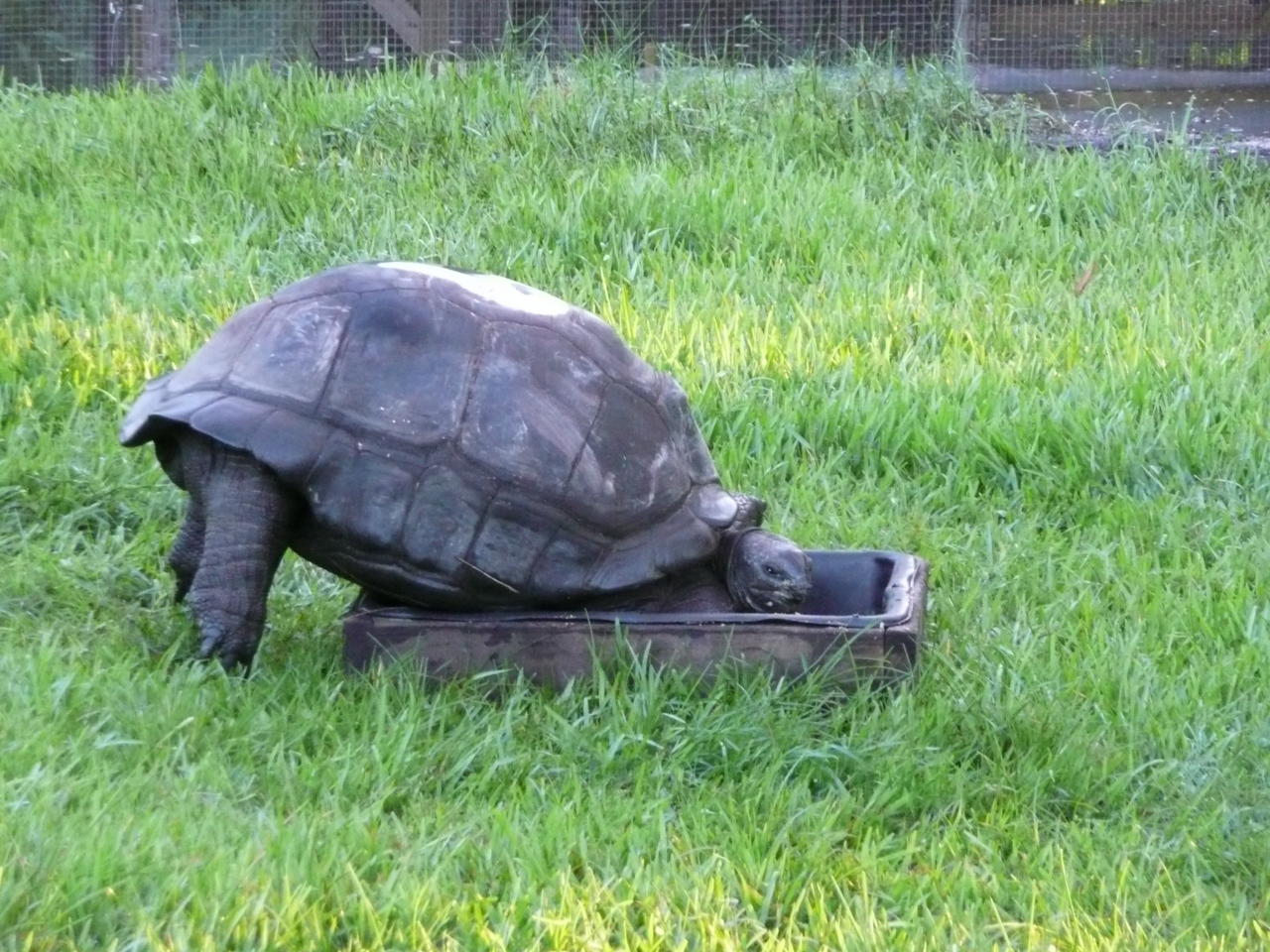 Aldabra - Florida Iguana & Tortoise Breeders