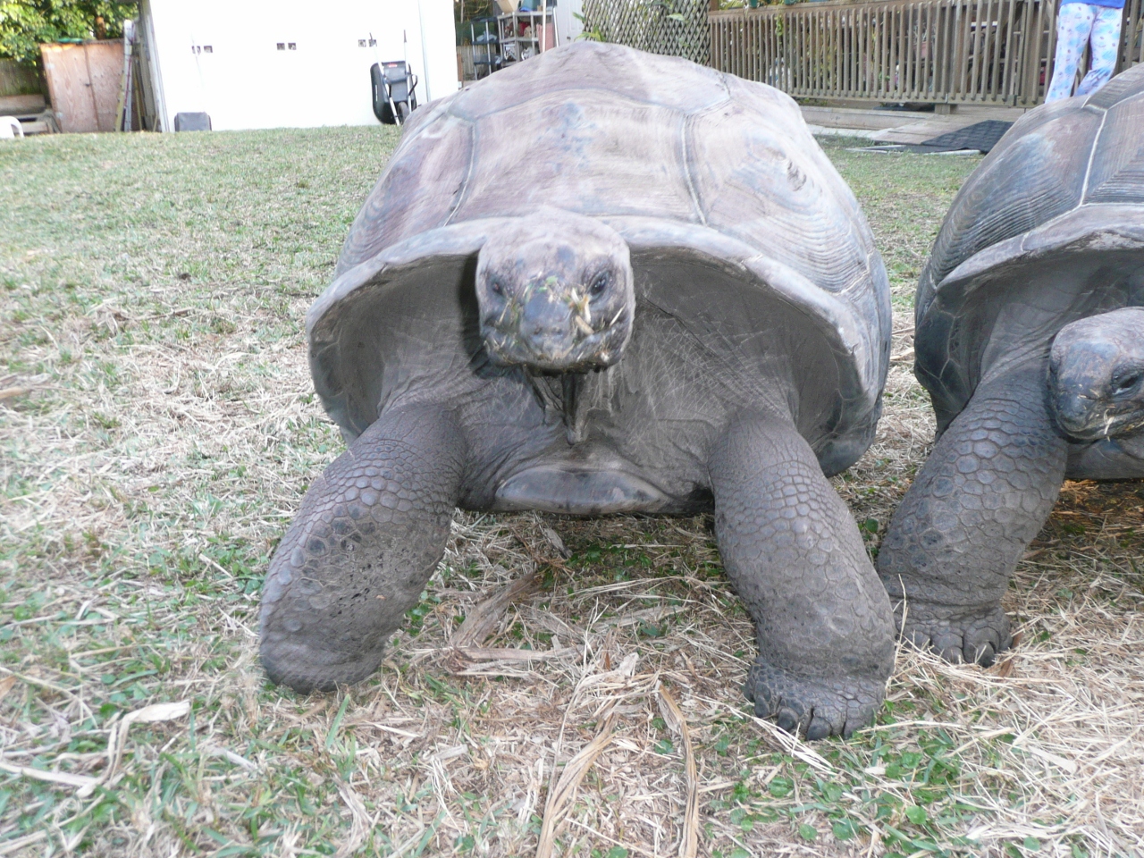 Aldabra - Florida Iguana & Tortoise Breeders
