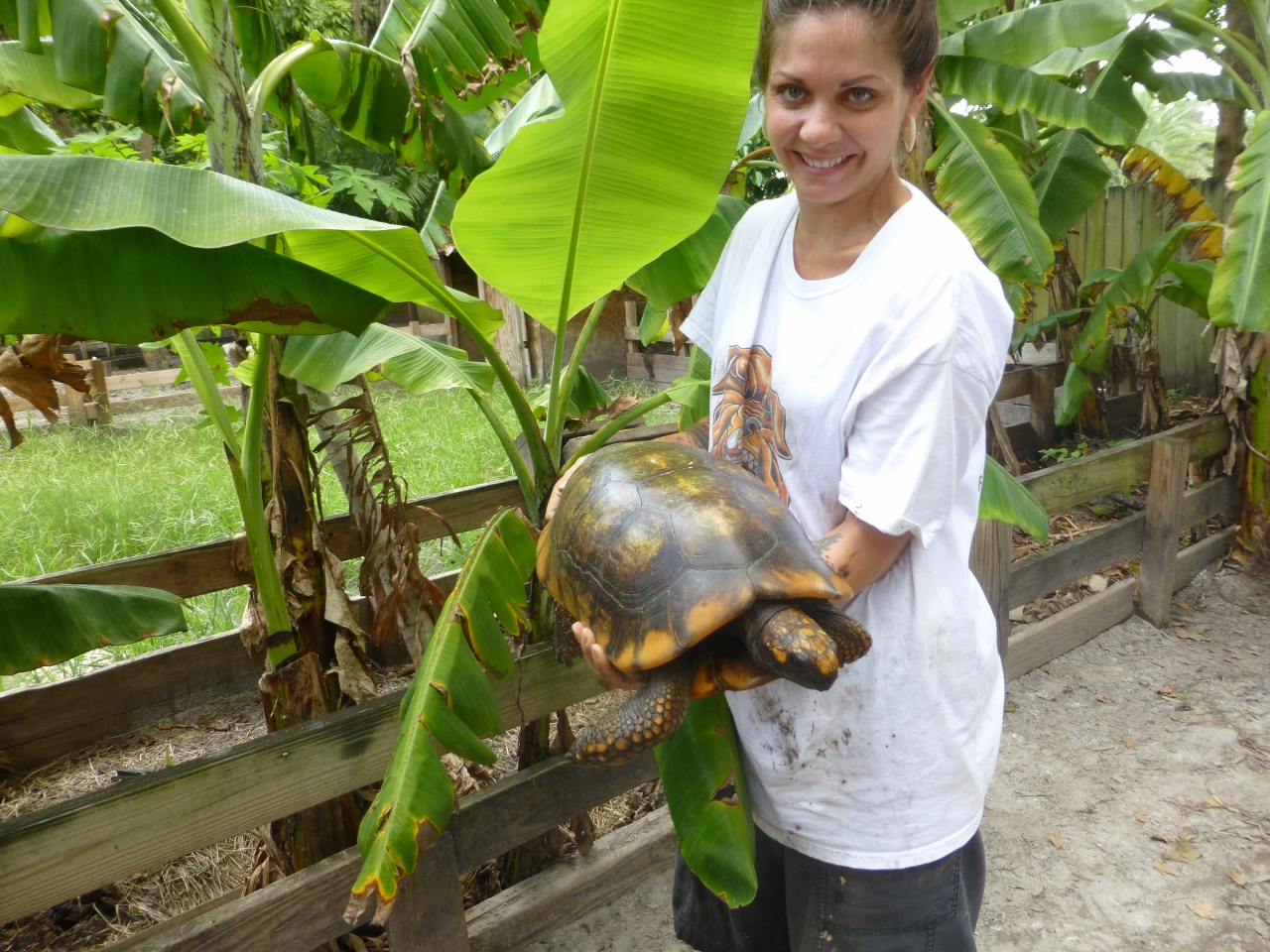 Photos of Tortoise Amazon Basin Yellow Foot - Florida Iguana & Tortoise ...