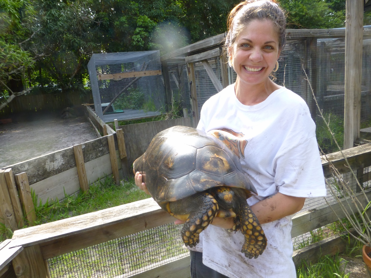 Amazon Basin Yellow Foot - Florida Iguana & Tortoise Breeders