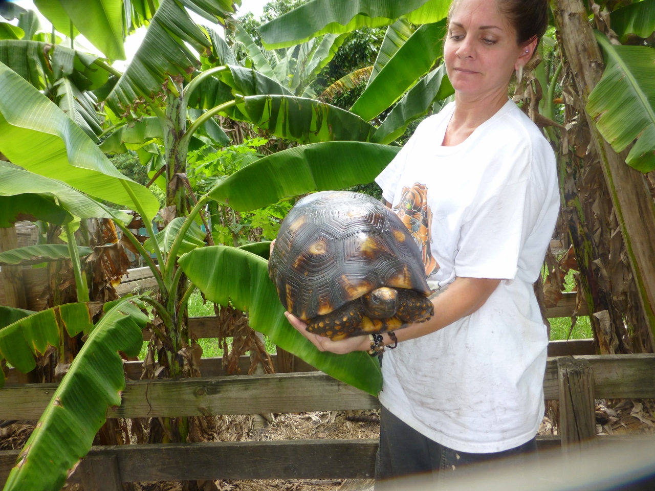 Amazon Basin Yellow Foot - Florida Iguana & Tortoise Breeders