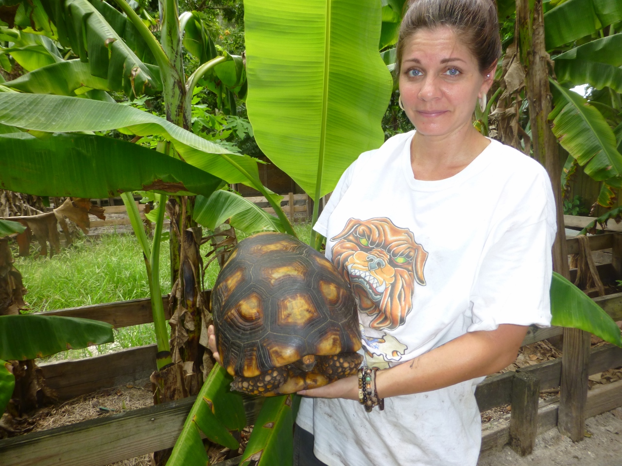 Amazon Basin Yellow Foot - Florida Iguana & Tortoise Breeders