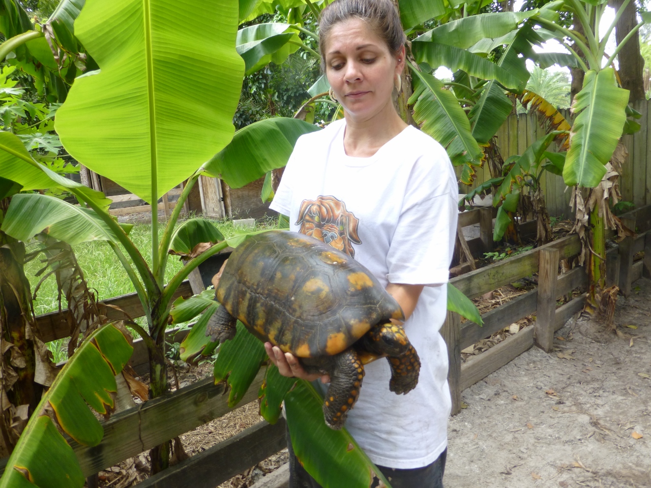 Amazon Basin Yellow Foot - Florida Iguana & Tortoise Breeders