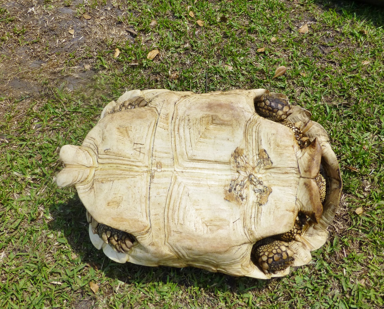 Ivory Albino (Ruby Red Ryed) African Spur - Florida Iguana & Tortoise ...