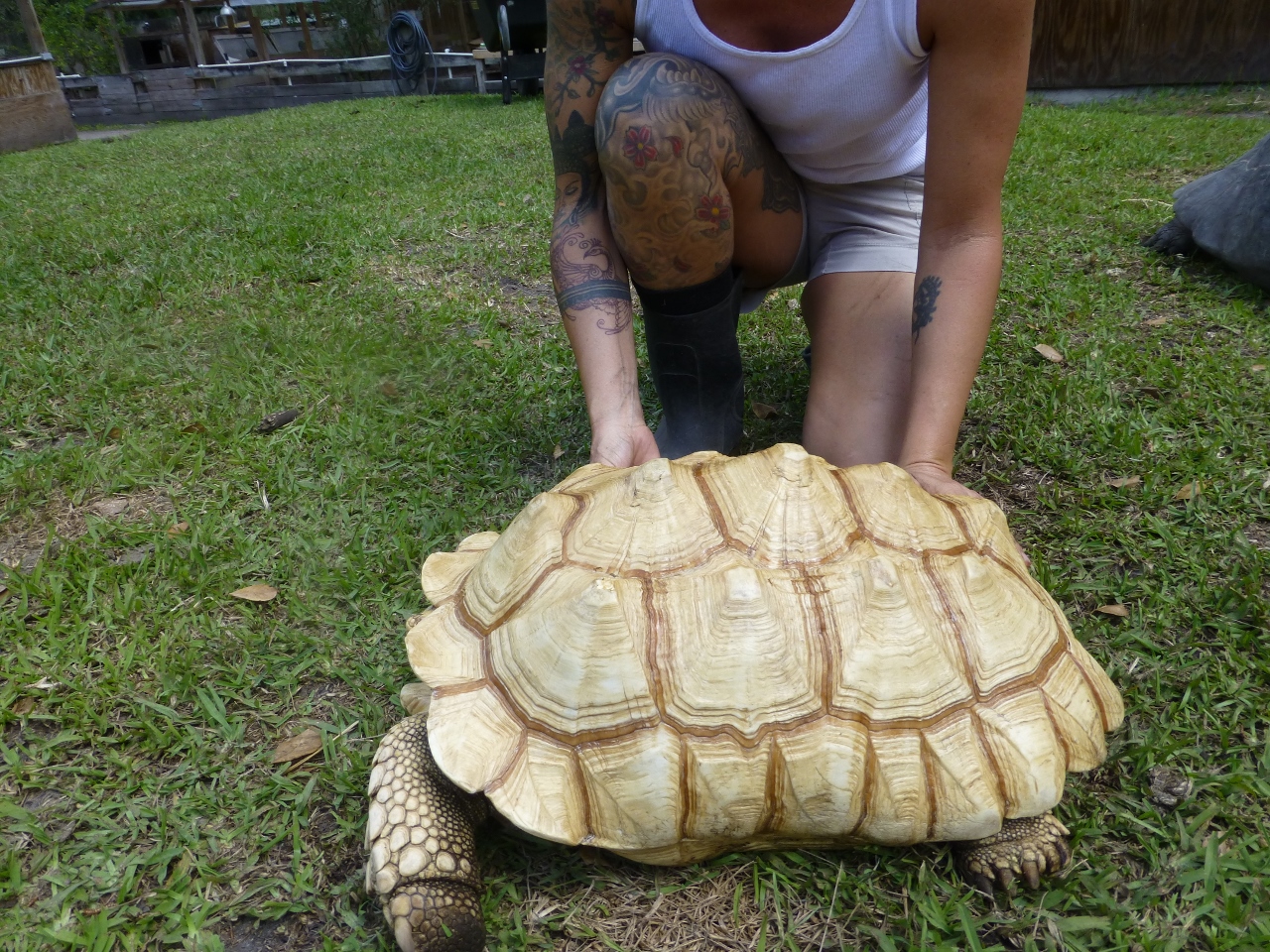 Ivory Albino (Ruby Red Ryed) African Spur - Florida Iguana & Tortoise ...